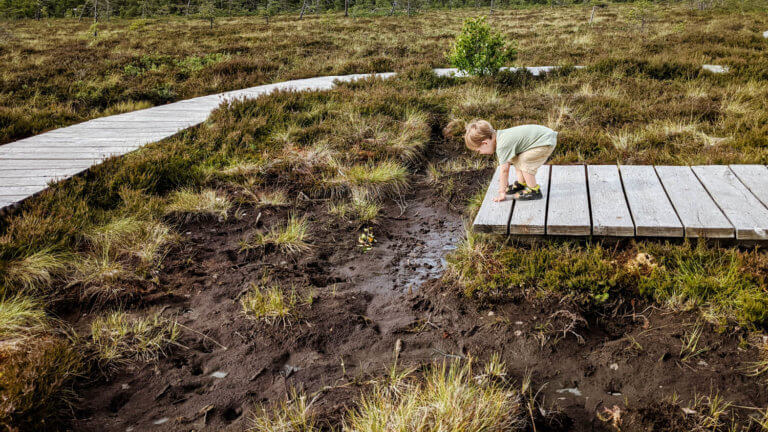 Moorerlebnispfade: Ausflugstipp für die ganze Familie (+ Kamera ...