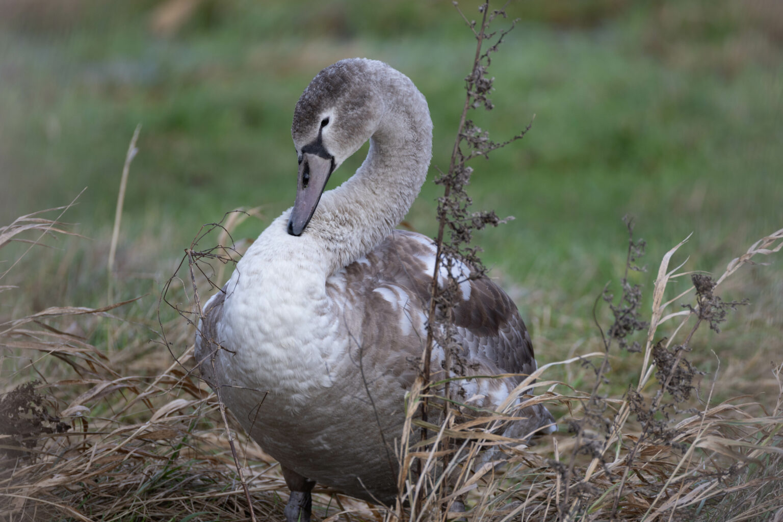 Canon RF 100-500mm vs RF 200-800mm - Meine Testergebnisse und ...